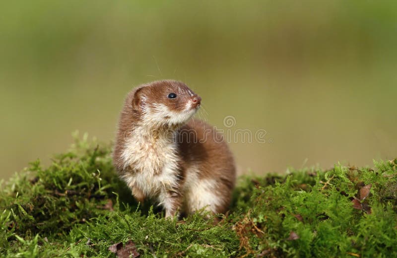 Kleiner Wiesel stockfoto. Bild von haarig, fest, wild - 47988054