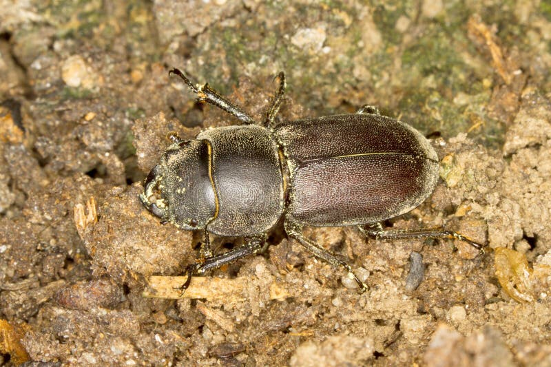 De Kever Van Het Mannetje, Mannetje/cervus Lucanus Stock Afbeelding ...