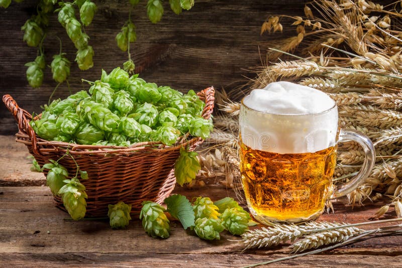 Kleines Bier Mit Einem Großen Schaum Stockbild - Bild von grün, hopfen ...