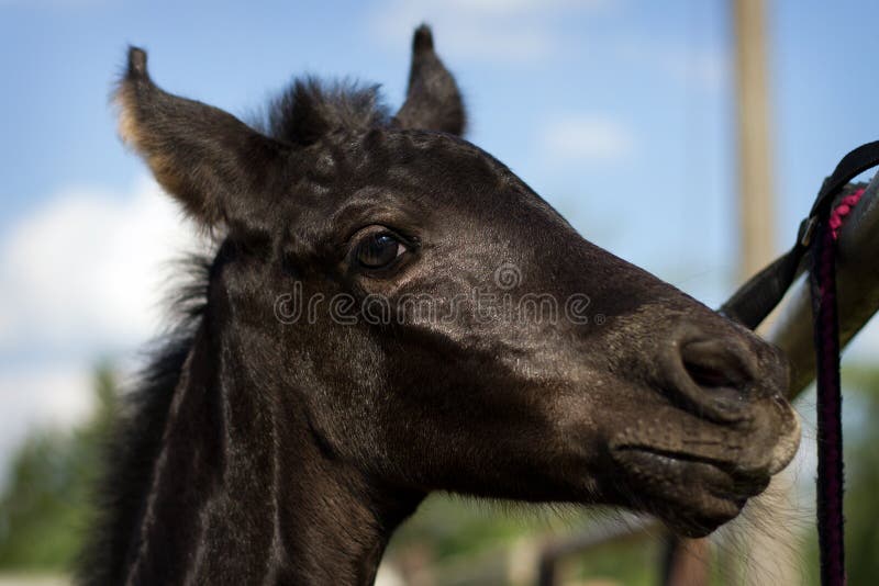 Friesisches Fohlen Liegt Auf Dem Gras Stockbild - Bild von lügen ...