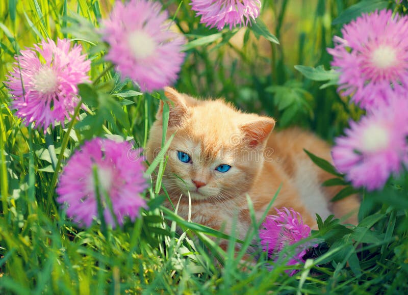 Katze Der Blumenwiese Stock-Fotos - Laden Sie 28 Royalty-Free Fotos ...