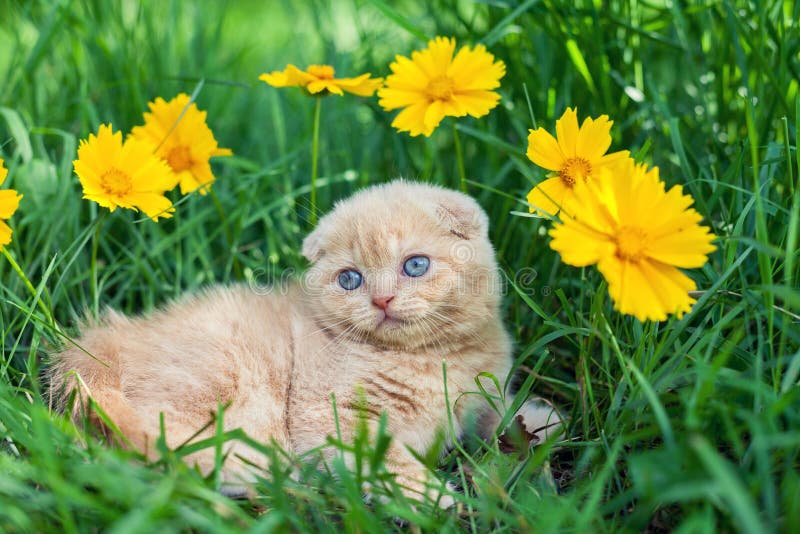 Katze Der Blumenwiese Stock-Fotos - Laden Sie 28 Royalty-Free Fotos ...