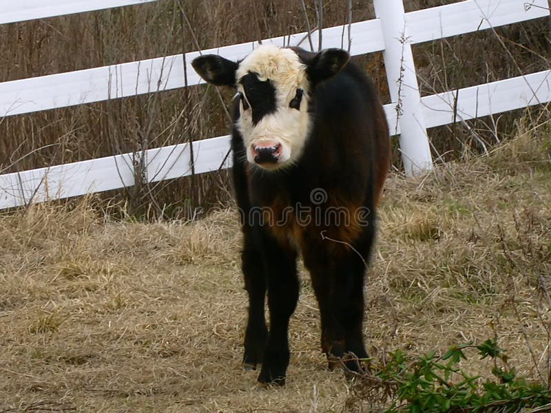Kleines Kalb stockbild. Bild von zaun, feld, bauernhöfe, kalb - 4451