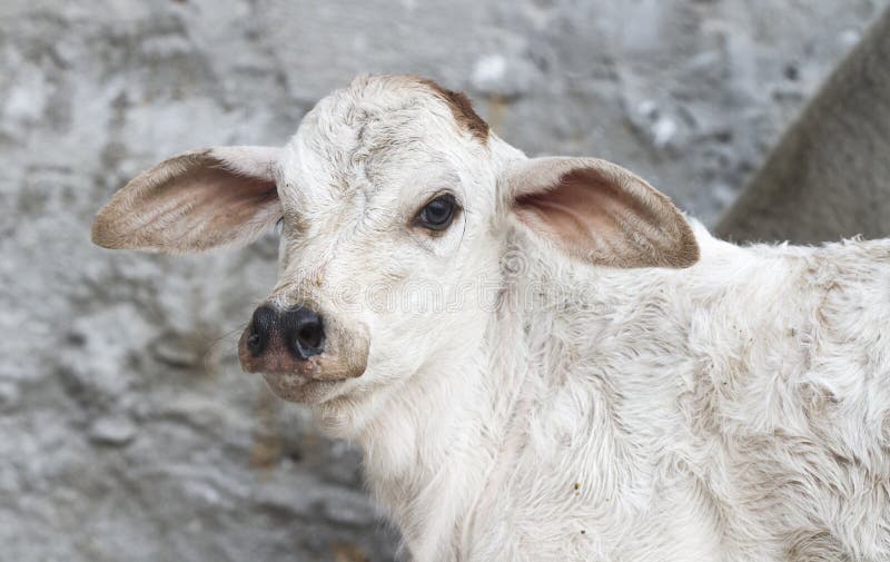 Kleine Kuh stockbild. Bild von grasartig, organisch - 103553941