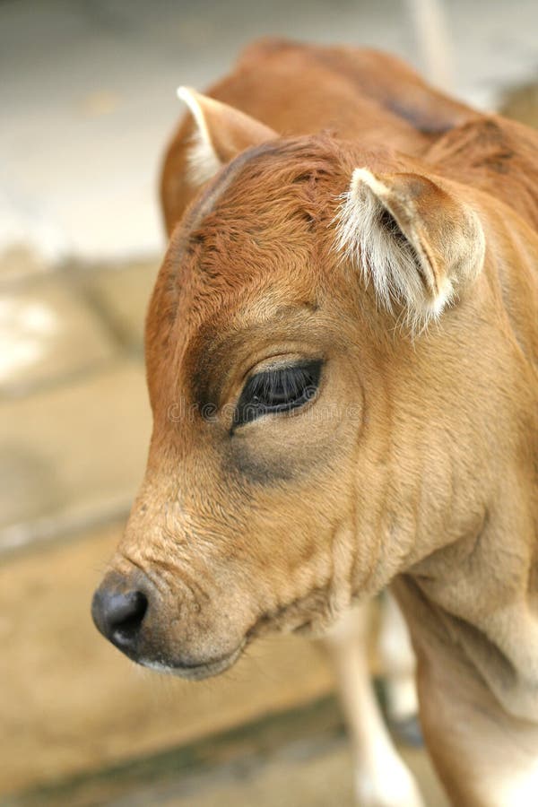 Kleines Kalb stockbild. Bild von leise, vertikal, jung - 11171025