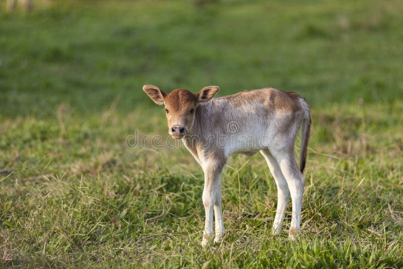 Kleines Kalb stockfoto. Bild von sommer, grün, braun - 34208366