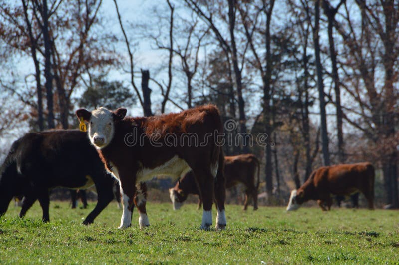 Kleines Kalb Zwischen Den Strohen, Die Mit Der Zunge Auf Der Nase, Bro ...