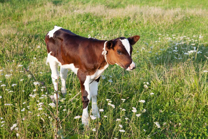 Kleines Kalb auf der Wiese stockfoto. Bild von kopf, grün - 71668020