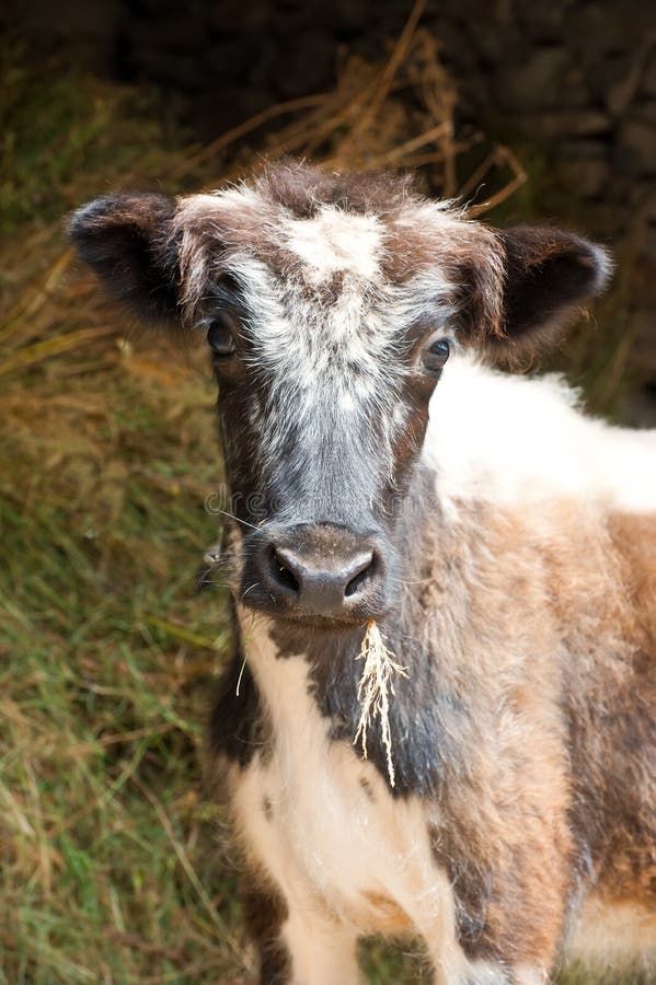 Kuh Und Kleines Kalb an Der Grasartigen Wiese Im Wald Stockfoto - Bild ...