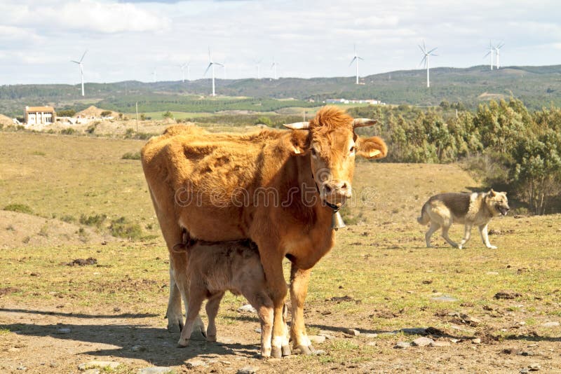 Kleines Kalb, Das Von Seiner Mutterkuh Trinkt Stockfoto - Bild von ...