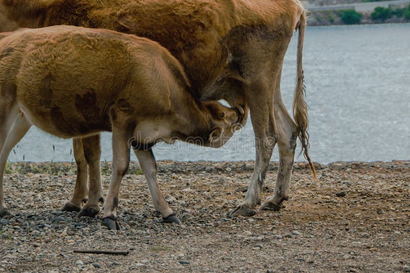 Kleines Kalb Trinkt Milch Von Der Kuh Stockfoto - Bild von frau ...