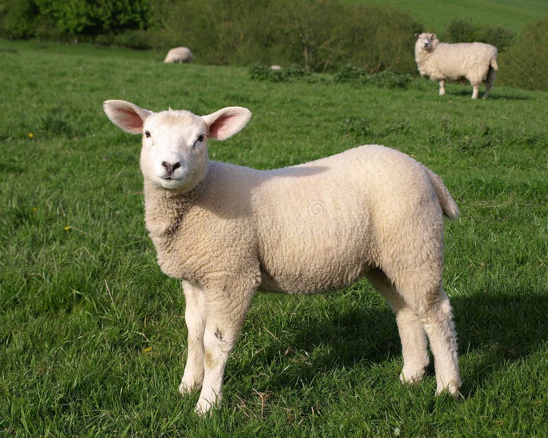Neugeborenes Lamm stockfoto. Bild von gras, mutterschaf - 13359378