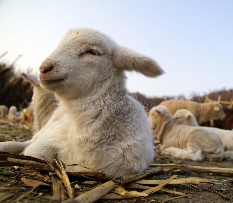 Kleines Lamm, Das Bei Der Menge Liegt Stockbild - Bild von bauernhof ...