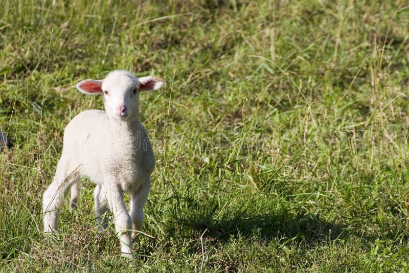 Kleines Lamm stockbild. Bild von schätzchen, reichlich - 330733