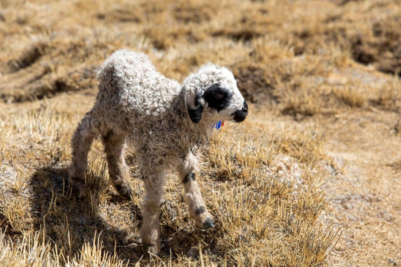Kleines Lamm stockfoto. Bild von foto, lamm, tibet, grasland - 51537432