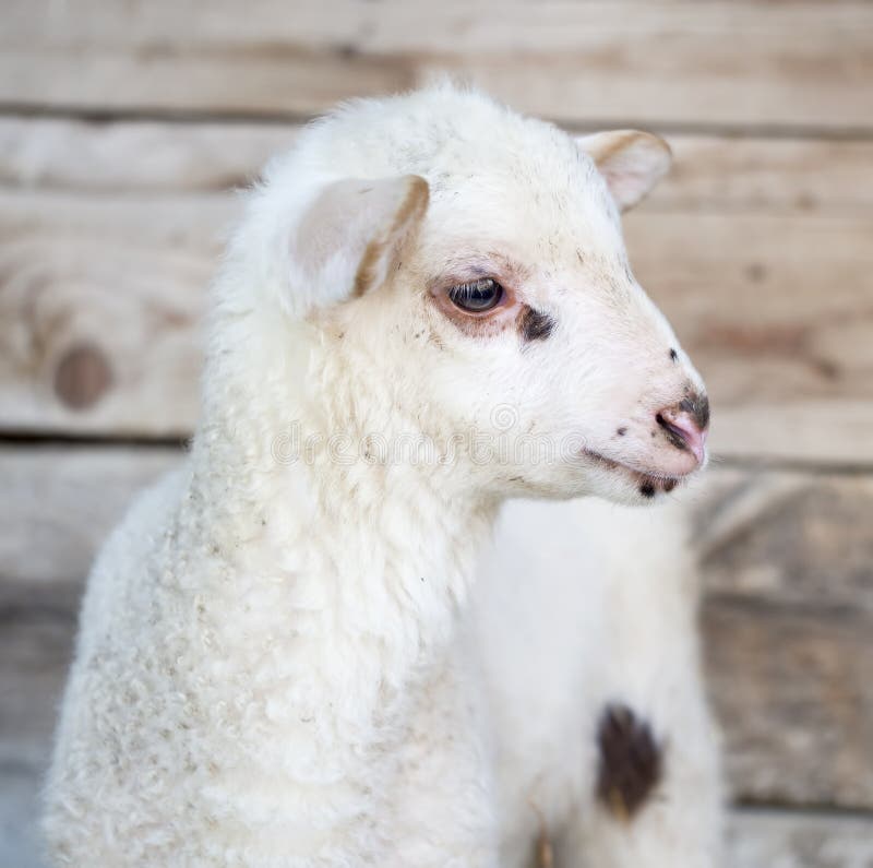 Kleines Lamm stockfoto. Bild von zufuhr, leben, ackerland - 53041182