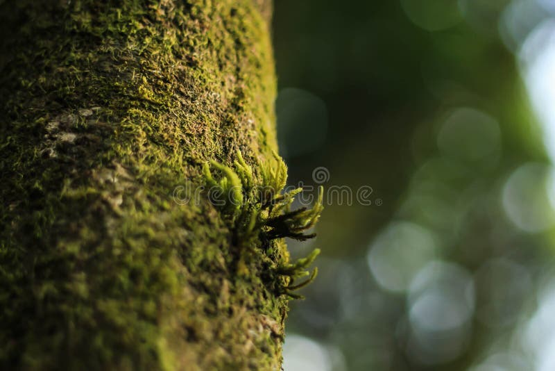 Kleines Moos auf dem Baum stockbild. Bild von frech, ökologie - 64074513
