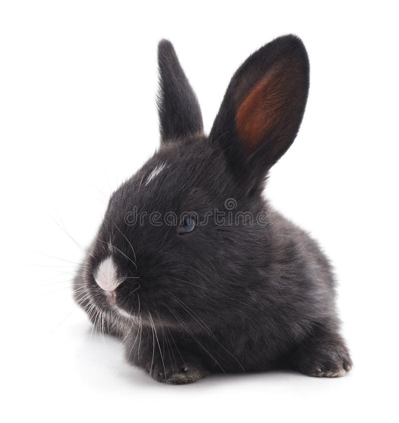 Schwarzes, Kleines Kaninchen Stockfoto - Bild von ohren, flaumig: 10188648