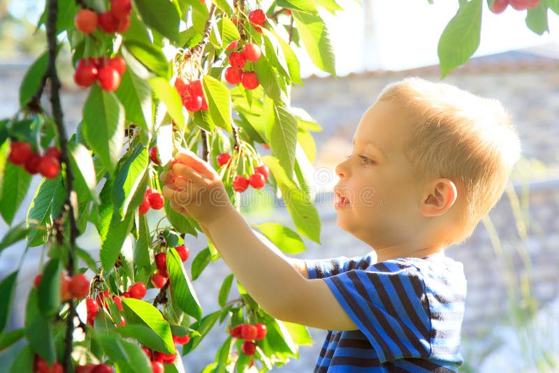 Kleinkind, Das Kirschen Vom Baum Aufhebt Stockbild - Bild von frische ...