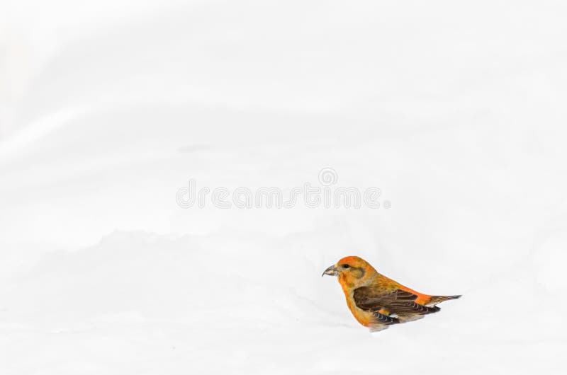 Klest Bird Stock Photos - Free & Royalty-Free Stock Photos from Dreamstime