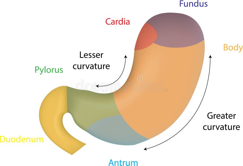 Kleurenanatomie Van De Maag Vector Illustratie - Illustration of maag ...