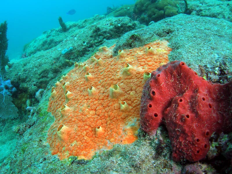 Kleurrijk Koraal stock foto. Image of aqua, kleurrijk - 7039700