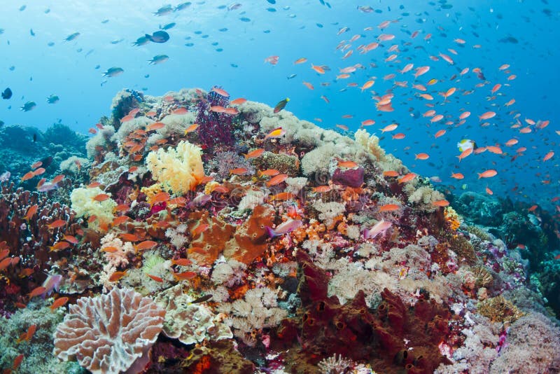 Kleurrijk koraalrif stock foto. Afbeelding bestaande uit azië - 20335612