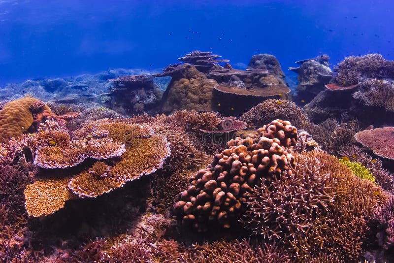 Koraalrif - Cozumel stock afbeelding. Image of atlantisch - 23253759