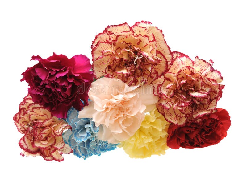 Blauwe anjer stock foto. Image of boeket, bruin, sinaasappel - 32391230