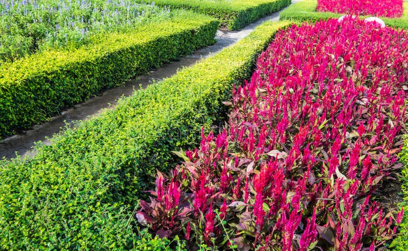 Kleurrijke bloementuin stock foto. Image of tuinieren - 60698404