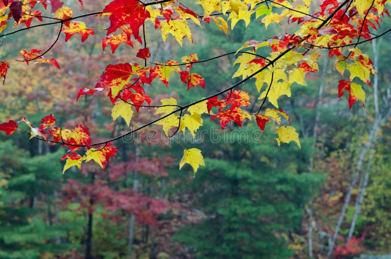 Kleurrijke Bomen Versieren Prachtig in De Tuin Stock Foto - Image of ...