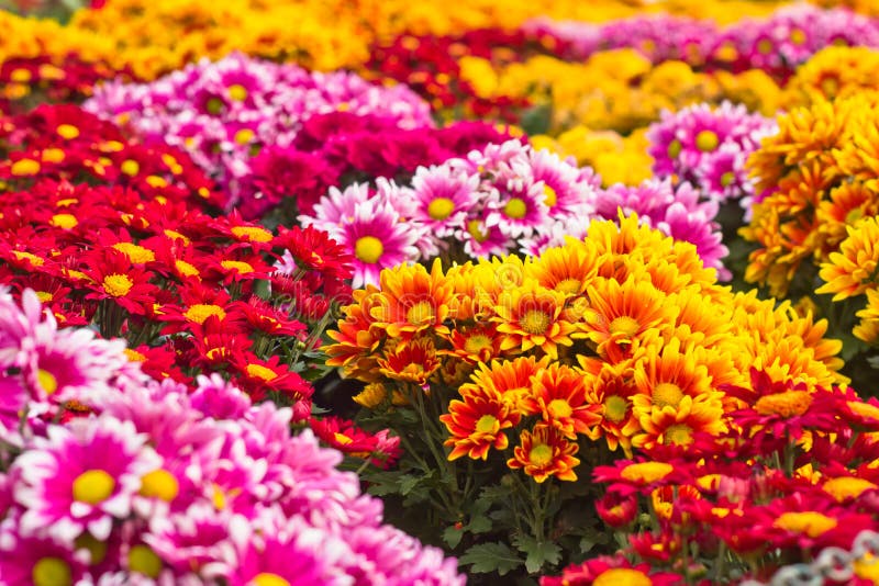 Chrysant stock afbeelding. Image of naughty, robijn, biologie - 23287191