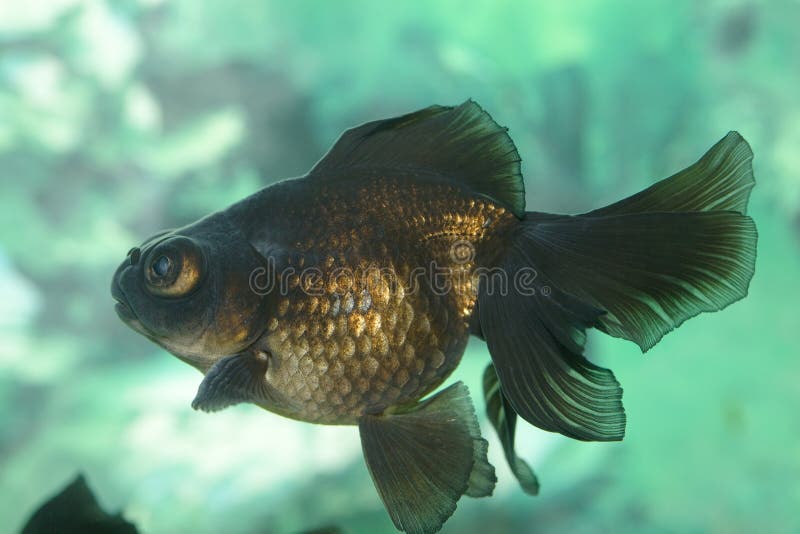 Kleurrijke goudvissen stock foto. Image of zoetwater, kleur - 7356176