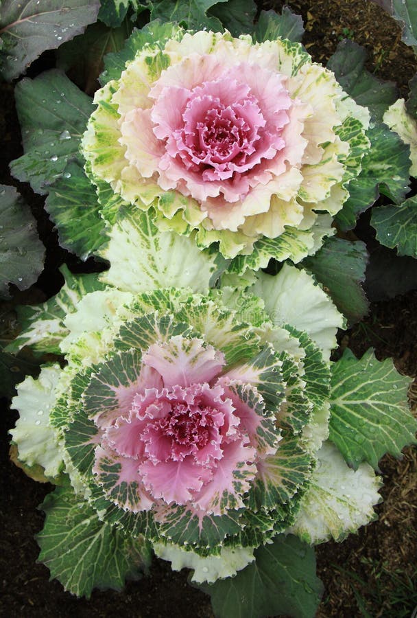 Kleurrijke Plantaardige Kool Stock Afbeelding - Image of blad, sier ...