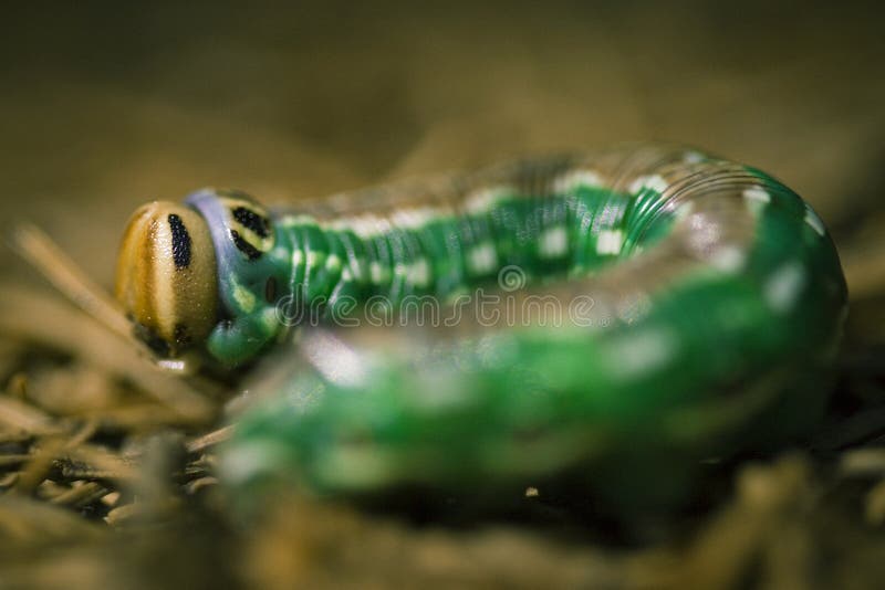 Kleurrijke rupsband stock foto. Image of rupsband, rups - 2653158