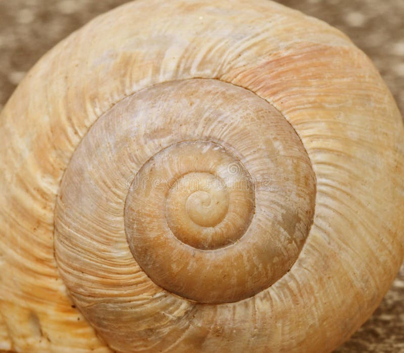 Schelp Van Zeeslak Met Klaver. Golden Ratio Fibonacci Stock Afbeelding ...