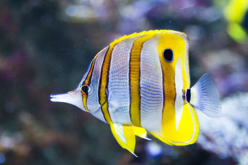 Kleurrijke Tropische Vissen Stock Afbeelding - Image of helder ...