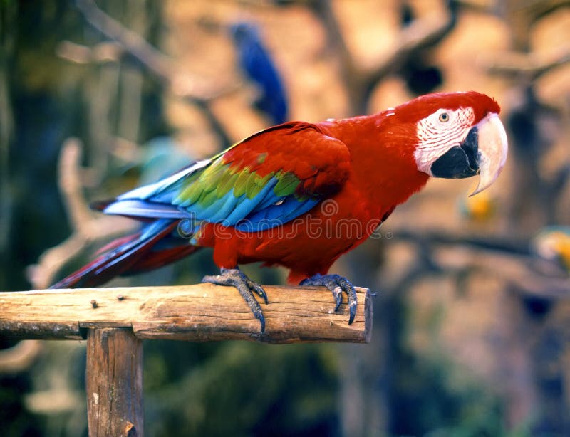 Kleurrijke vogel-ara stock afbeelding. Afbeelding bestaande uit macaw ...