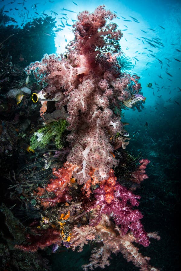 Kleurrijke Zachte Koralen stock afbeelding. Image of koraal - 45849745