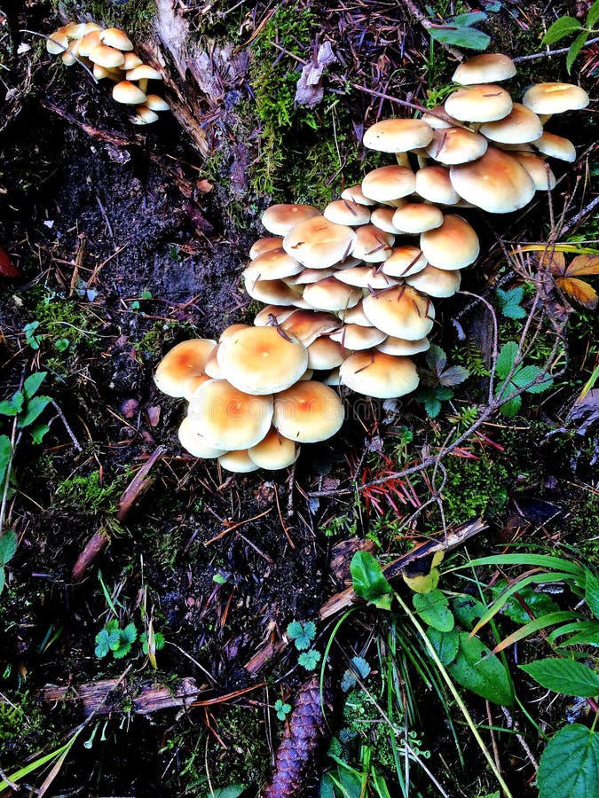 Spons in Een Bos Met Een Glanzende Hoed Stock Foto - Image of ...