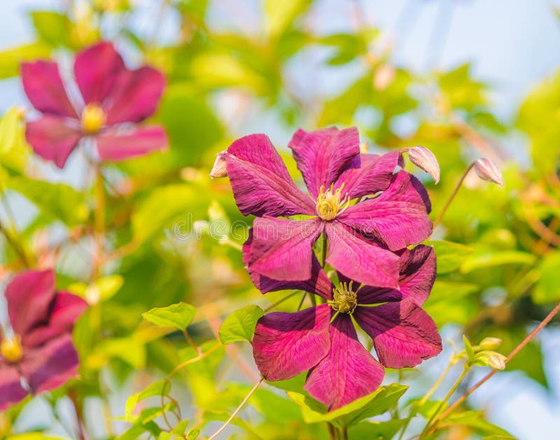 Klimatis stock photo. Image of clematis, garden, bunch - 25579104