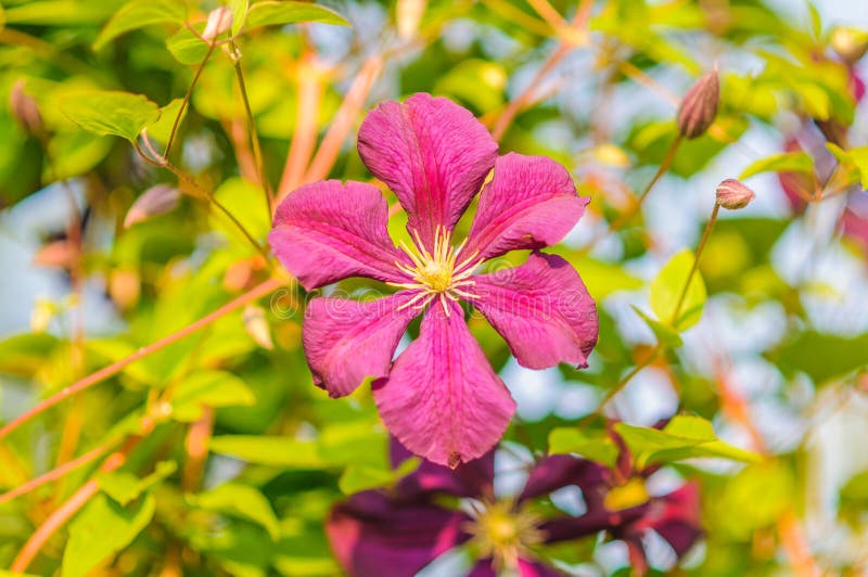 Klimatis stock image. Image of climbing, attractive, flora - 25579105