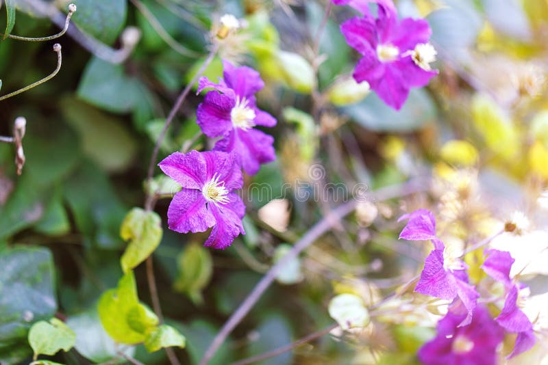 Klimatis flowers stock photo. Image of lush, foliage - 56150632