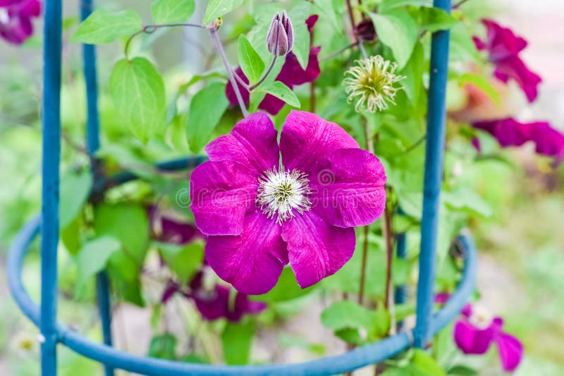 Klimatis purple flower stock image. Image of botanical - 74195667