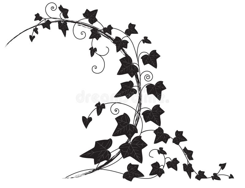 Klimop vector illustratie. Illustration of gebladerte - 16018032