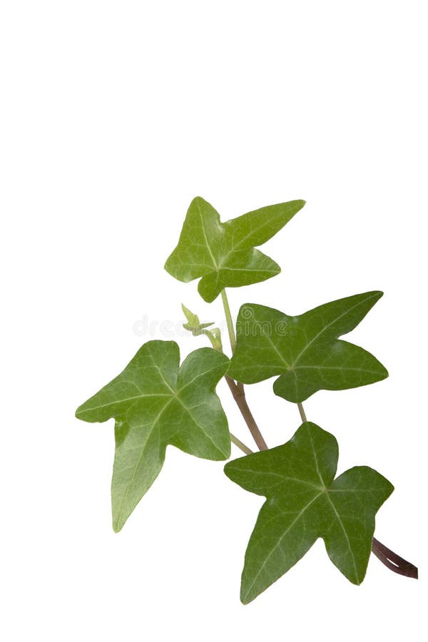 Klimop stock afbeelding. Image of verticaal, blad, plantkunde - 18713949