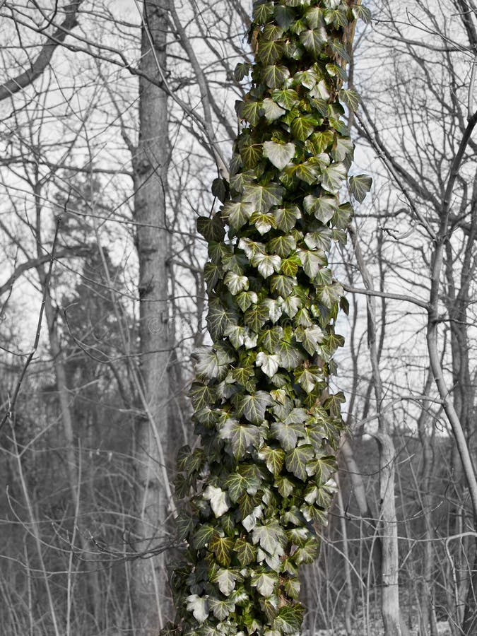 Boom In Hout Dat Met Klimop Wordt Behandeld Stock Afbeelding ...