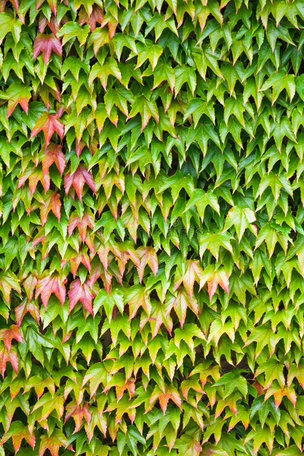 Met klimop begroeide muur stock afbeelding. Image of bladeren - 22616933
