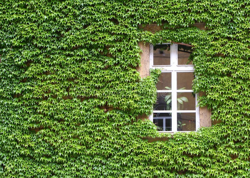 Klimop stock foto. Image of groen, muur, achtergrond, installatie - 123896