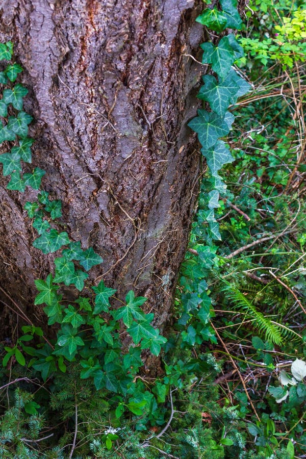Het Beklimmen Van Klimop Die Een Boom Groeien Stock Afbeelding ...